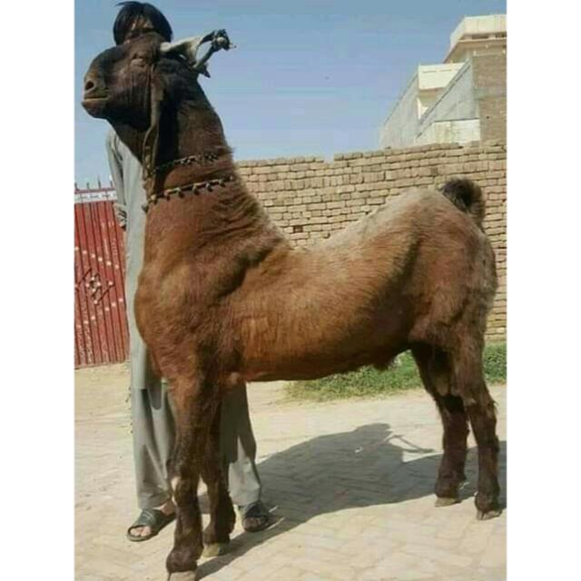 Goat-Detection Object Detection Dataset and Pre-Trained Model by GoatDetection