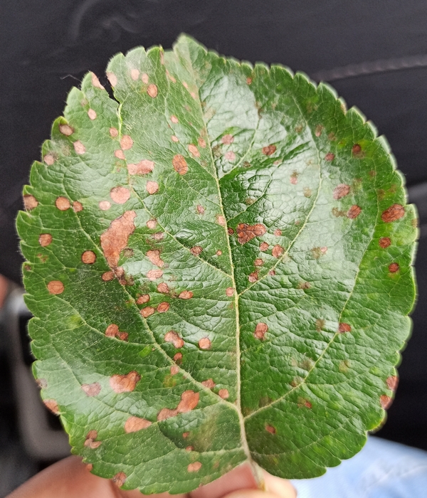 apple dataset Object Detection Model by MM