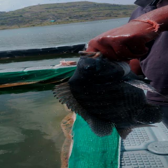 Tilapia detect Object Detection Dataset and Pre-Trained Model by Augmentation