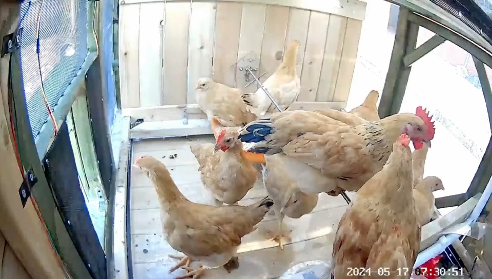 AiQingDetection Object Detection Dataset by Animals