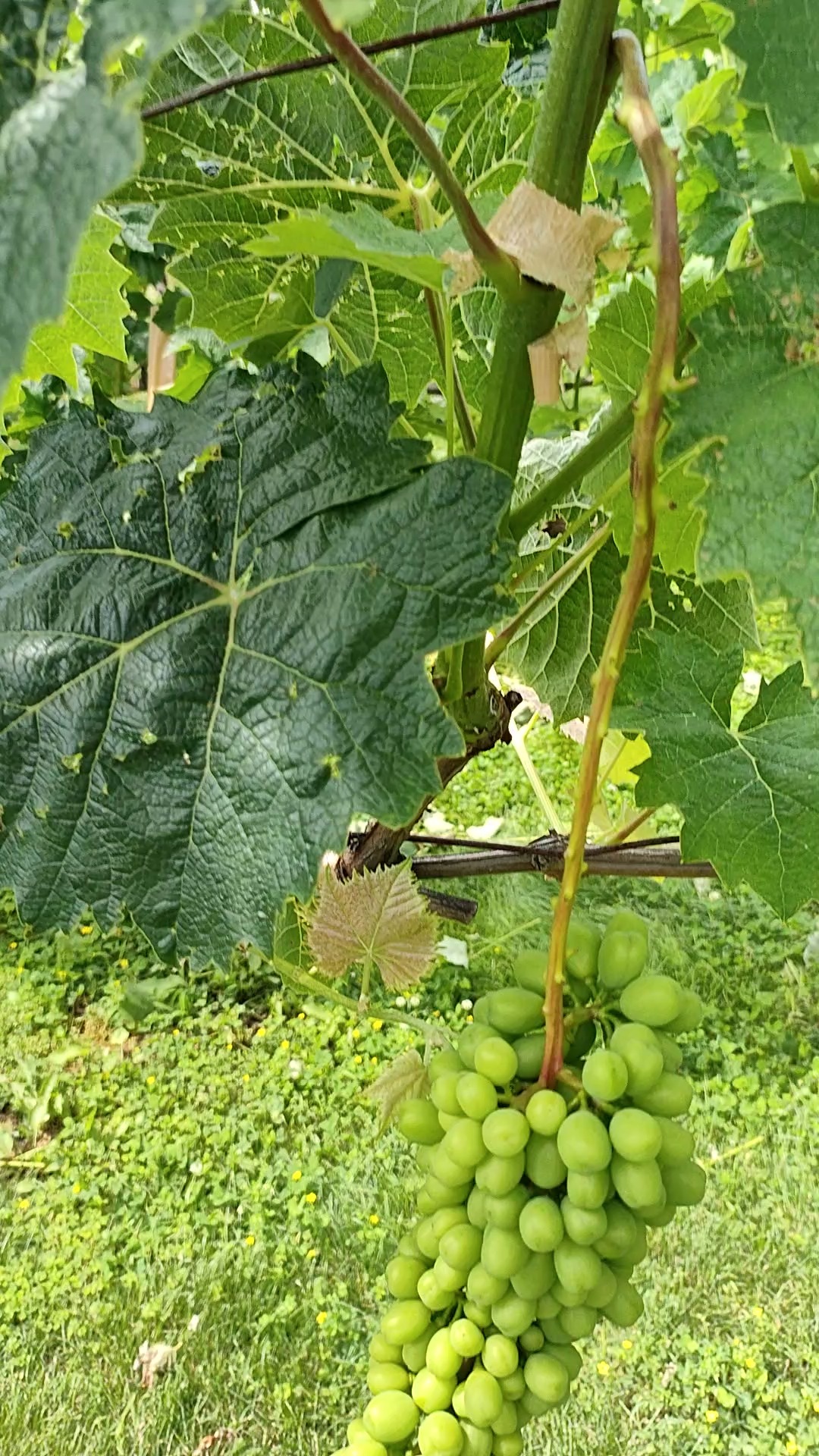 Grape_Leaf Classification Dataset by EMI LAB