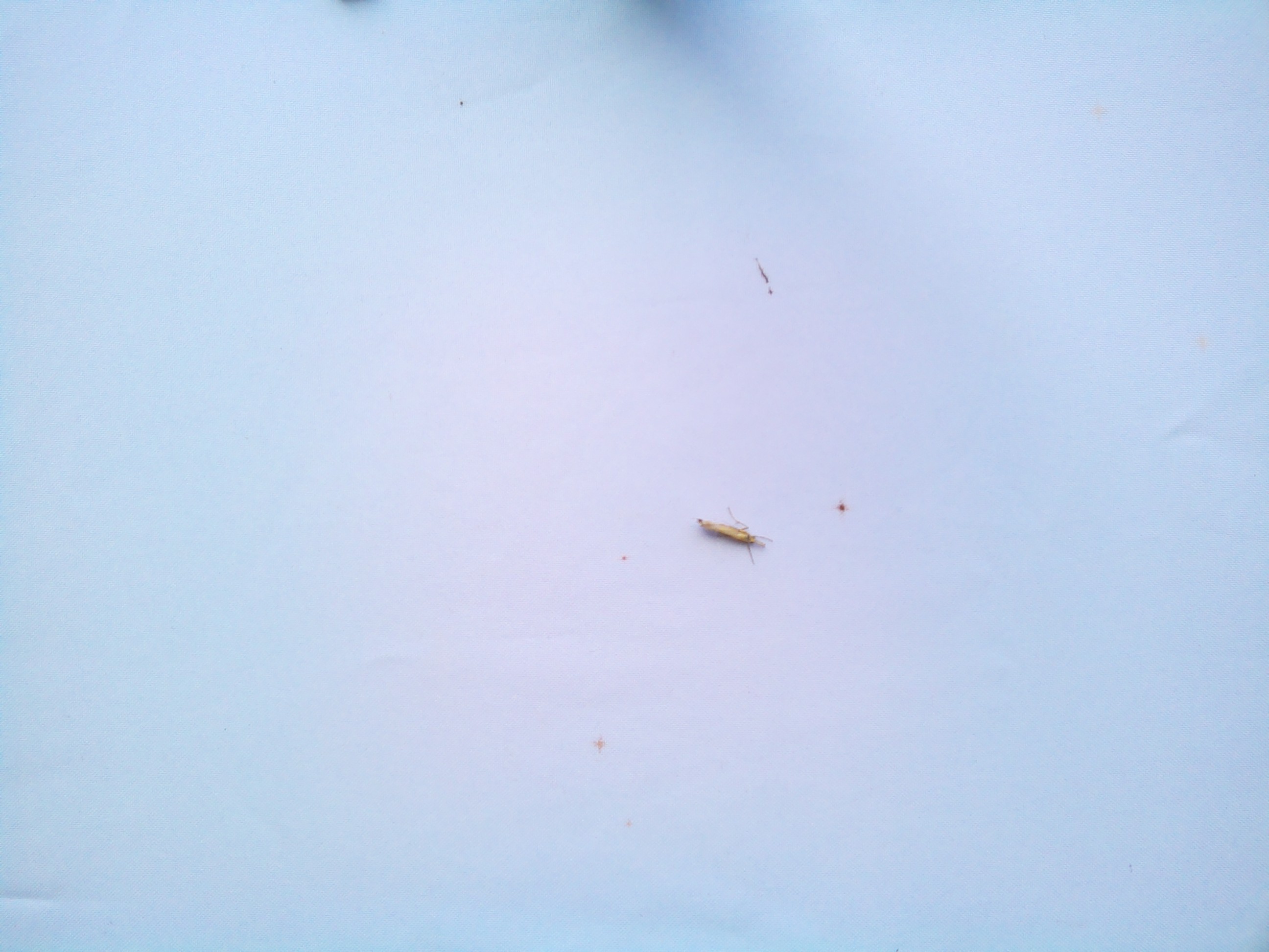 2nd_tryInsects Object Detection Dataset and Pre-Trained Model by Charlotte