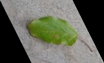 Leaf Segmentation Instance Segmentation Dataset by Arindita Pal