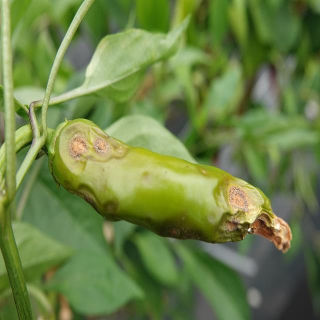 greenchilli-red-disease Object Detection Model by greenchillichillidisease