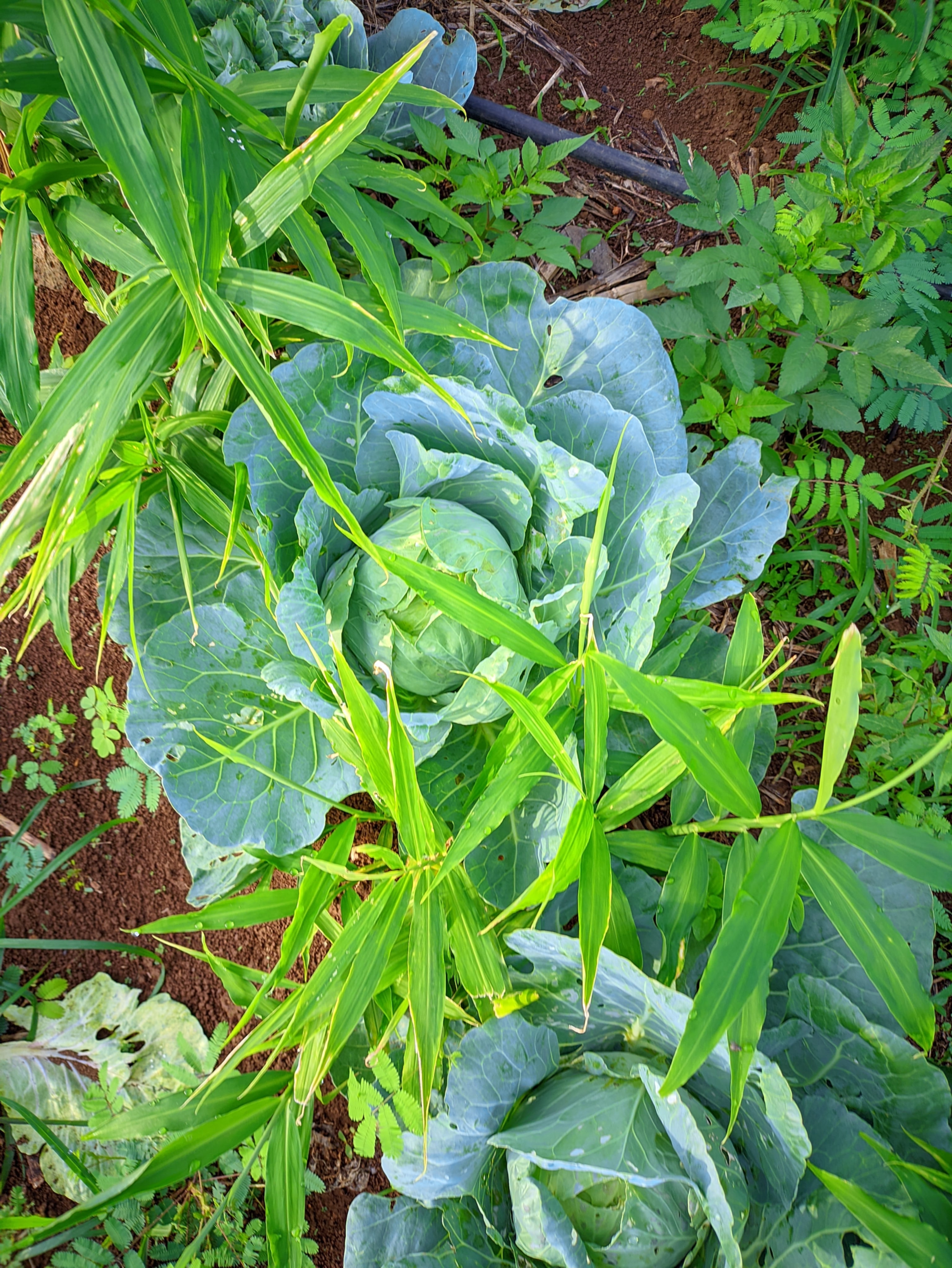 CABBAGE Instance Segmentation Dataset by MyProject