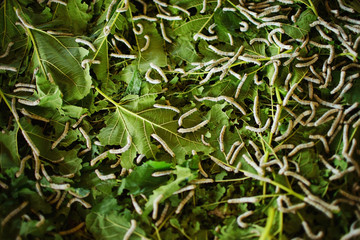 Yolo3-Image-Analysis-Silkworms Object Detection Model by Mepco