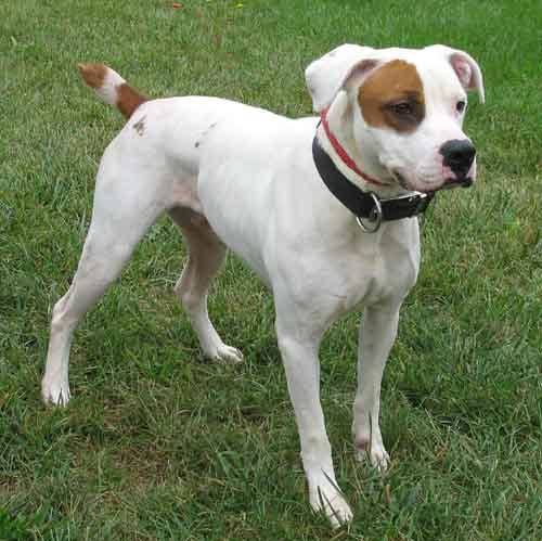 test Object Detection Model by project-s0l5p