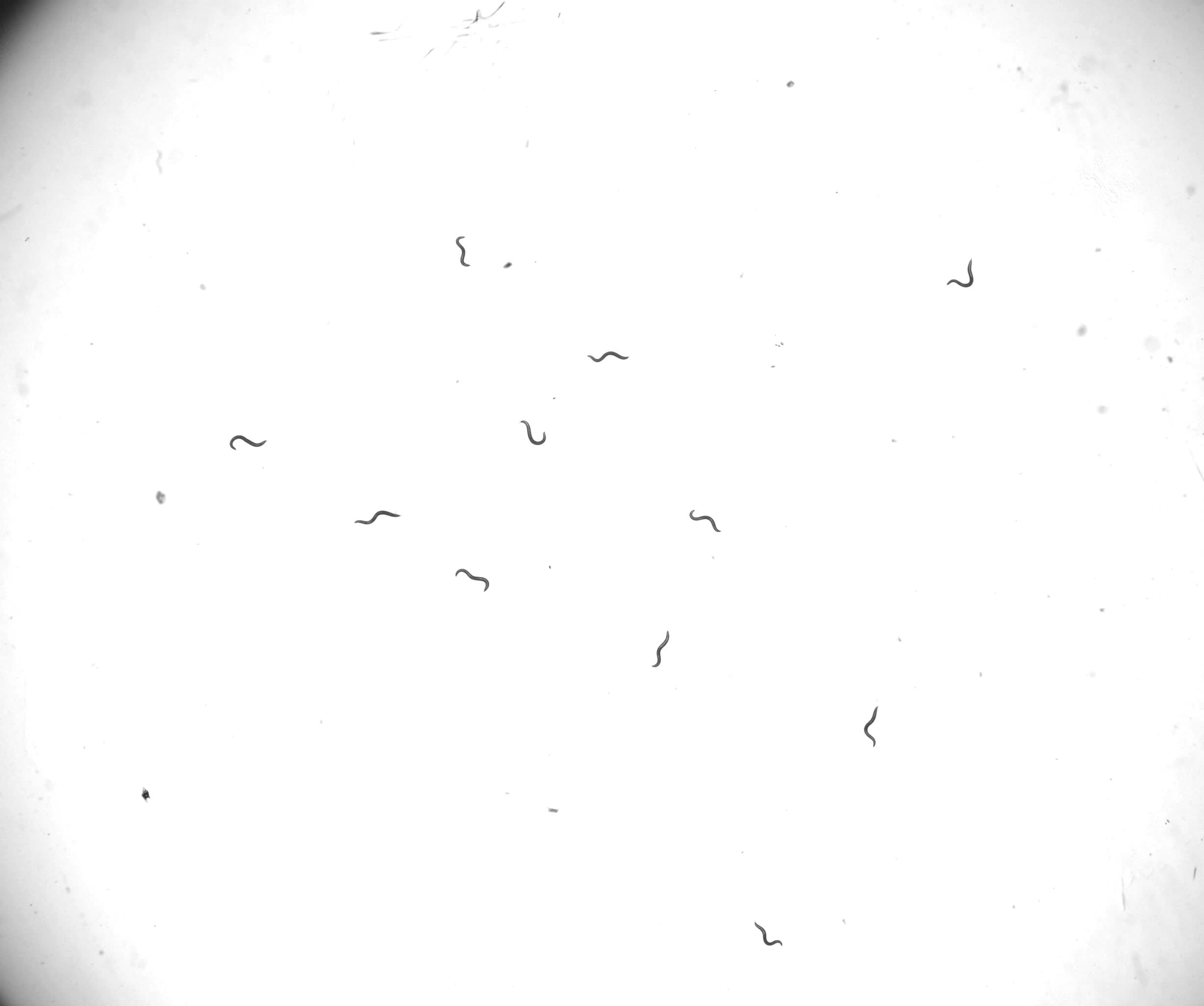 Multiple Worm Detection Instance Segmentation Dataset By Annotated Larvae 1 9668