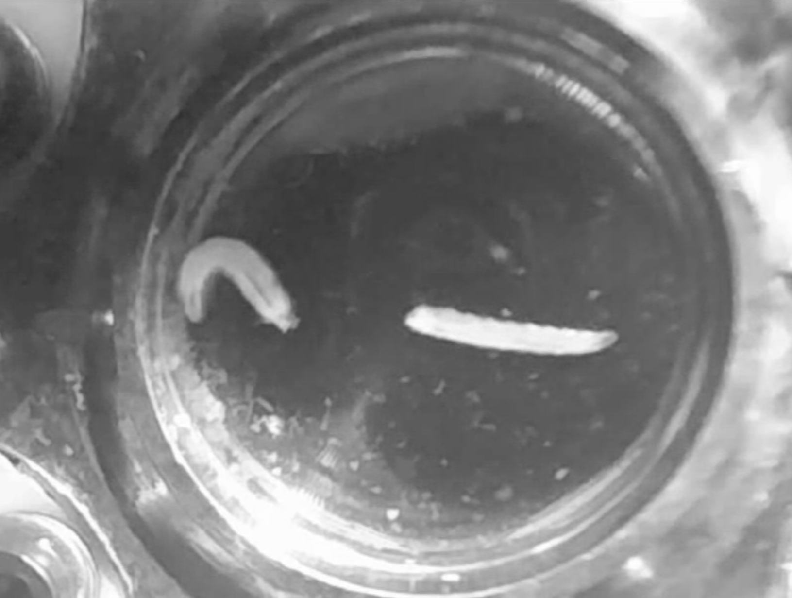 Detecting Larva 1 Instance Segmentation Dataset By Annotated Larvae 1