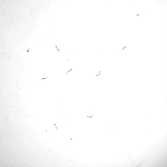 Detecting Worms Instance Segmentation Dataset By Annotated Larvae 1 0267