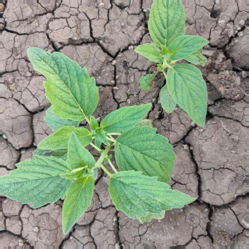 Weeddetection Weeddetection Boj2h Roboflow Universe