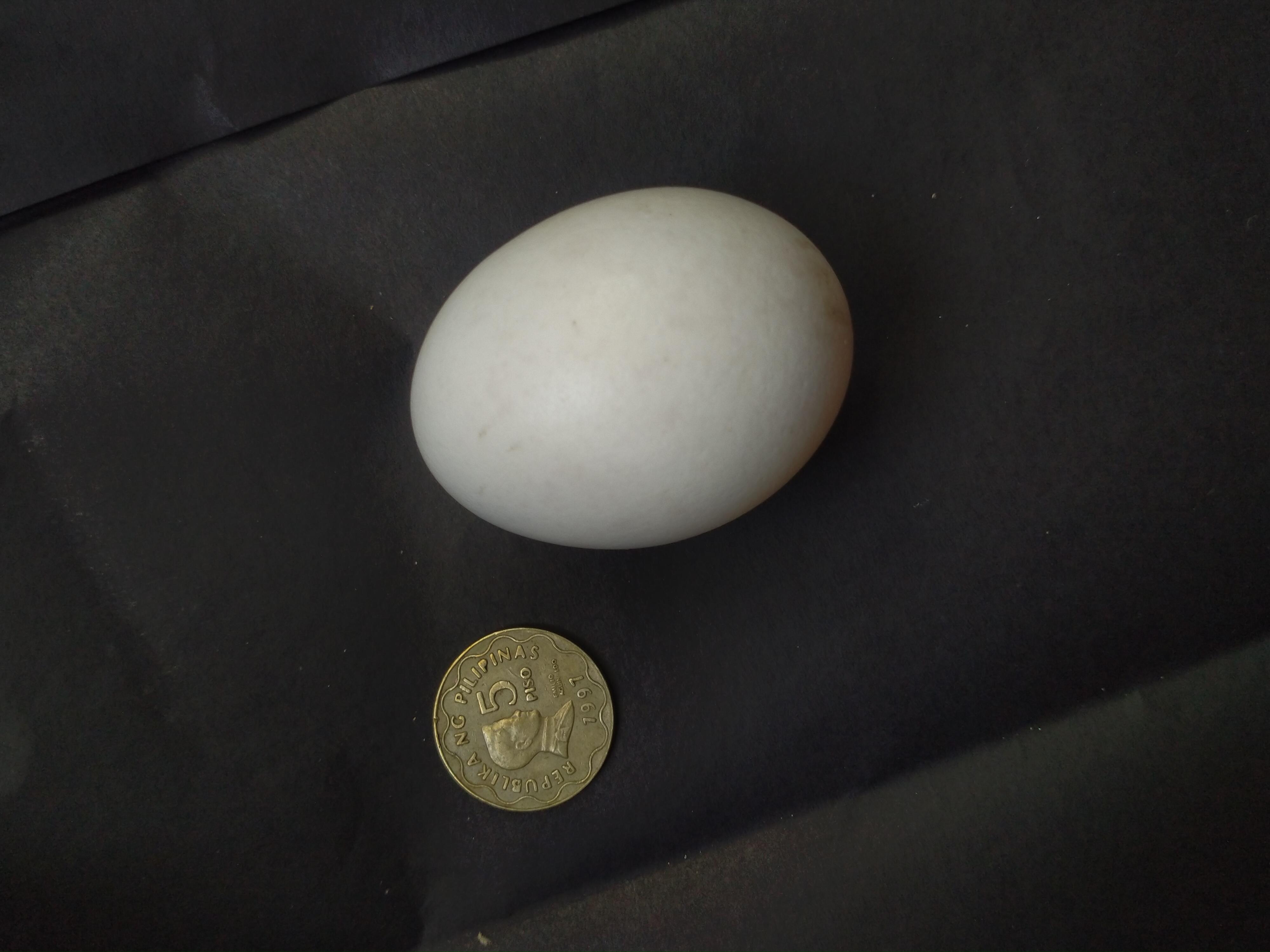 Egg Measurement Classification Model by Egg Counting