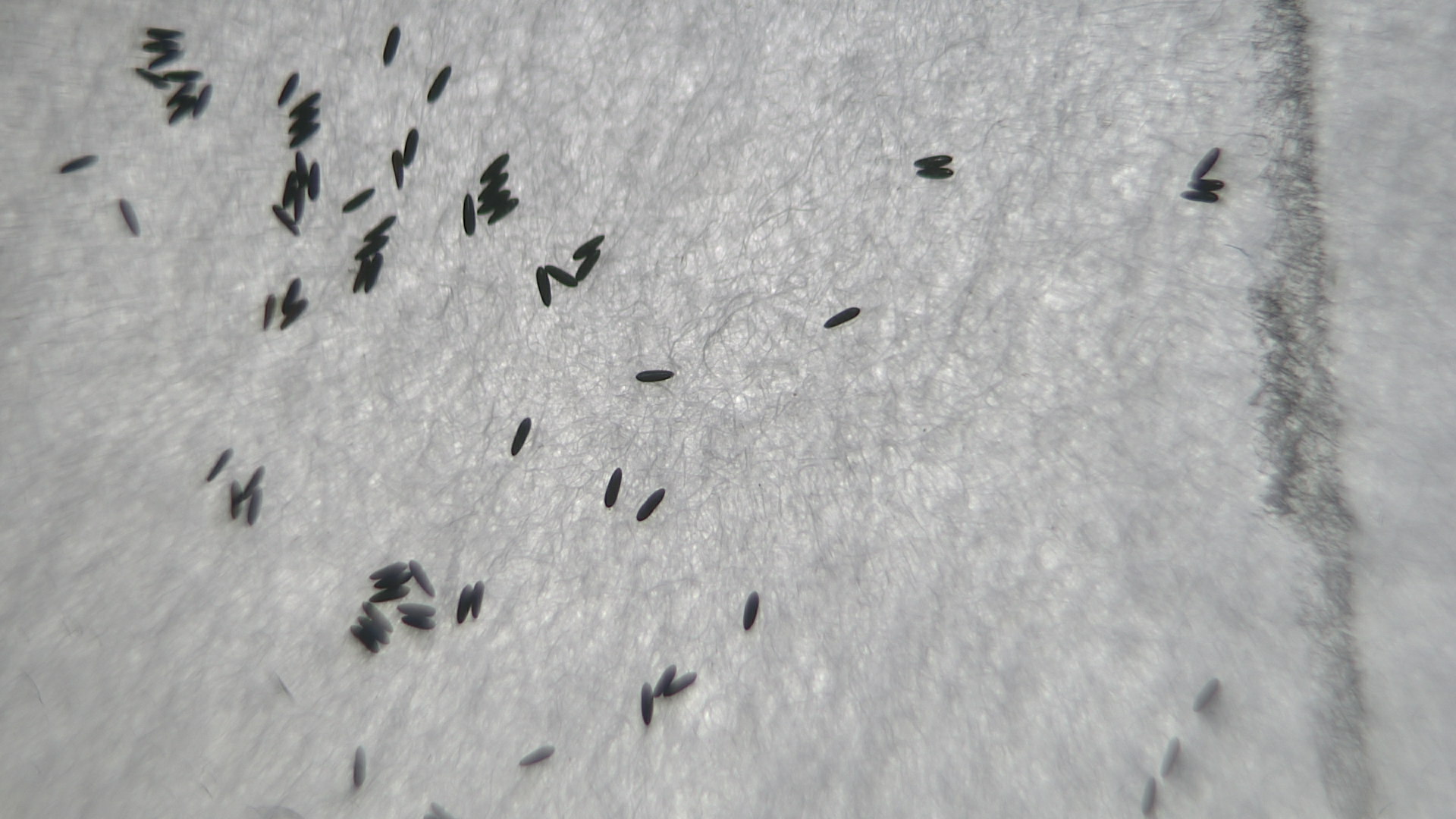 mosquito-eggs-microscope Object Detection Dataset and Pre-Trained Model ...