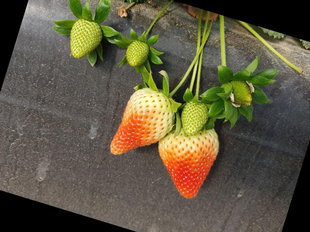 STRAWBERRY DISEASE AND RIPENESS Object Detection Dataset by lai yuan