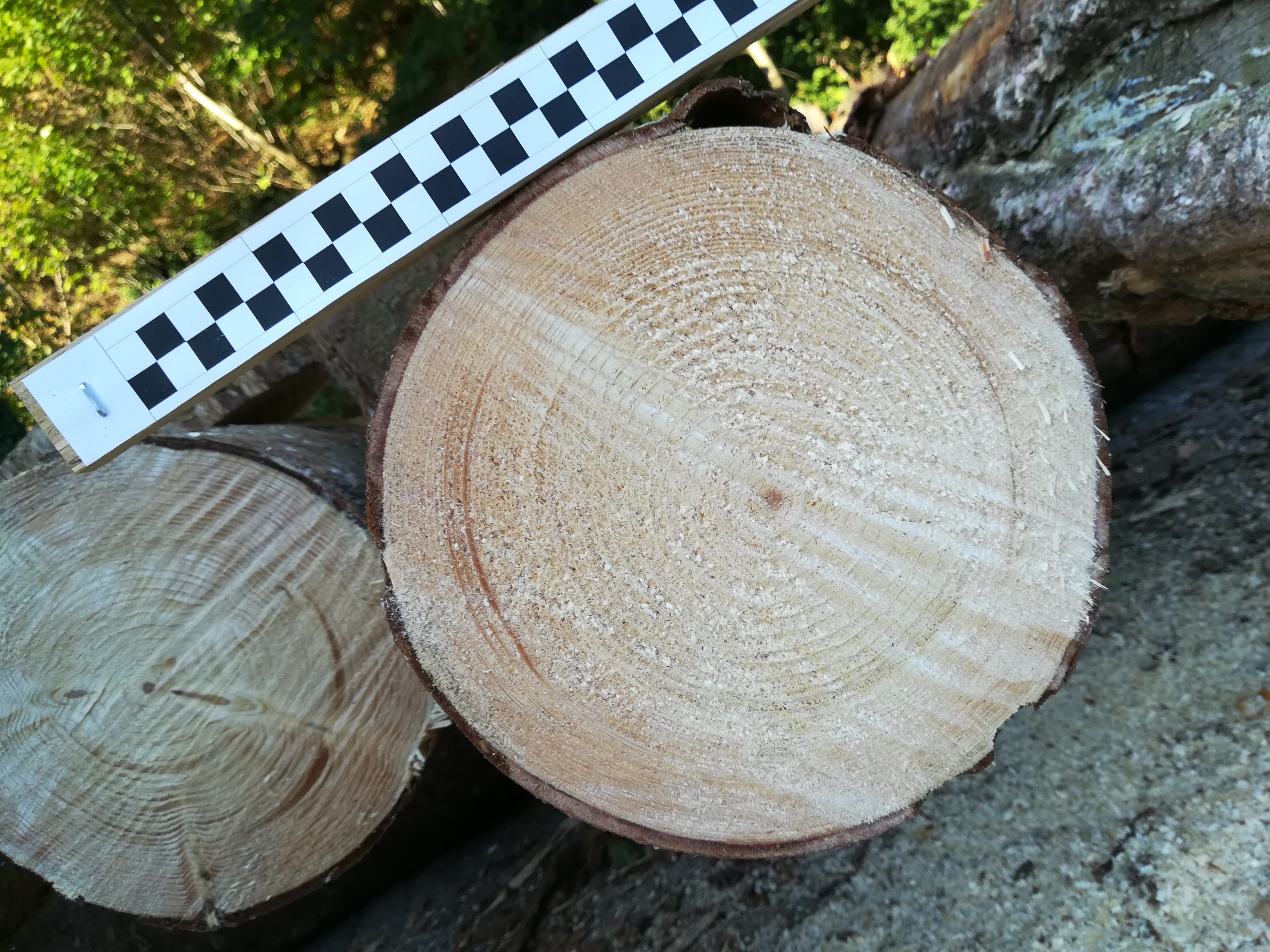 tree-disk-segmentation Instance Segmentation Dataset by treediskanalyzer