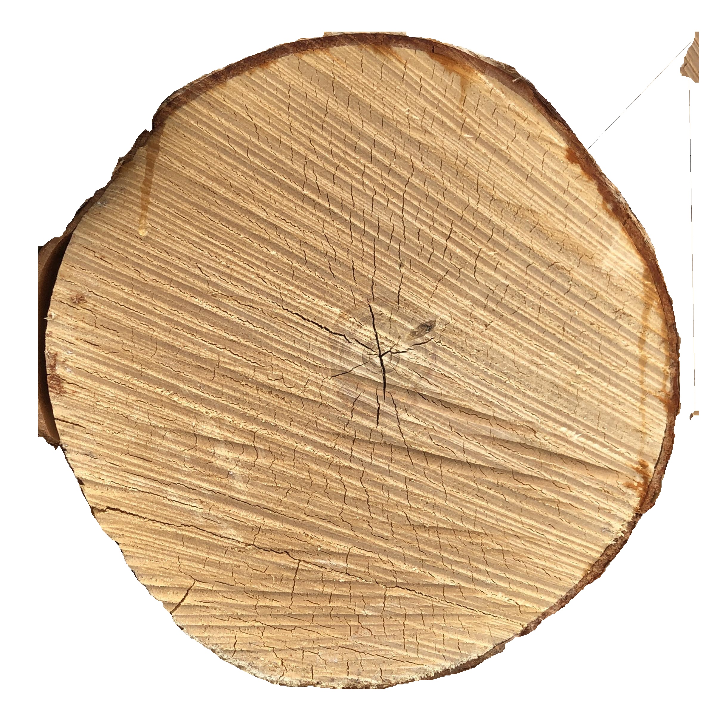 tree-disk-pith Object Detection Dataset by treediskanalyzer