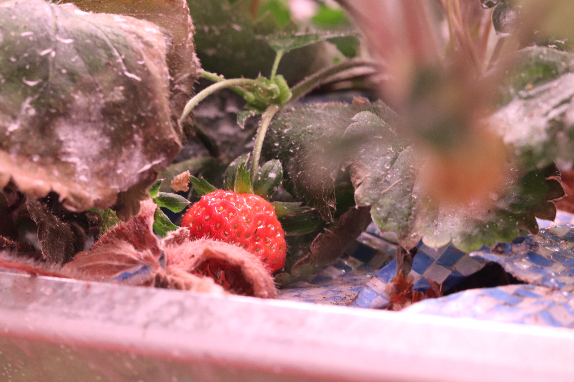 Strawberry 4 0 Object Detection Dataset By Strawberry