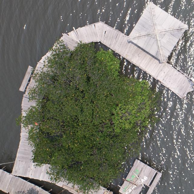 Ekosistem Mangrove Object Detection Dataset By Lampung University 