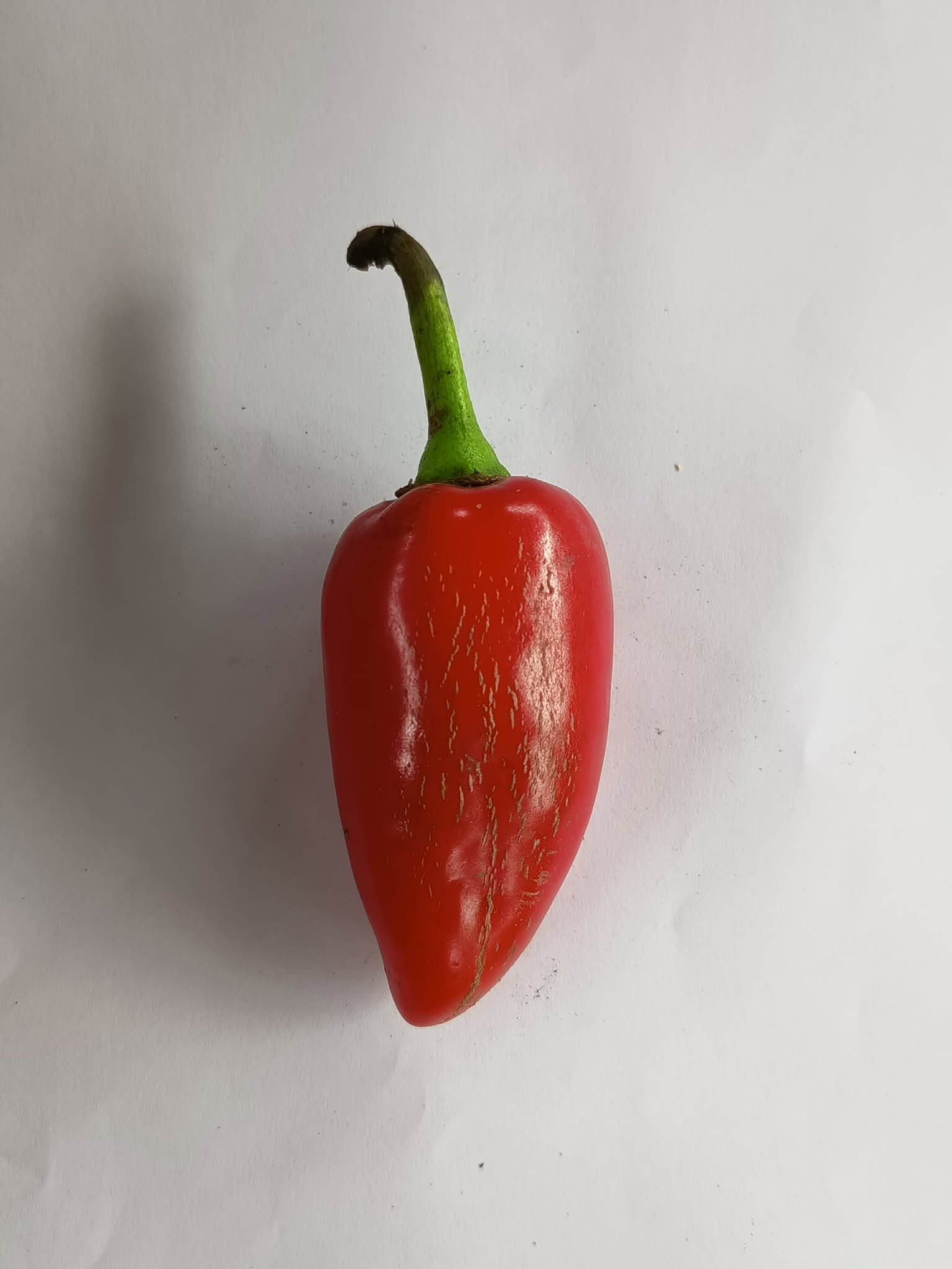 Classification of Capsicum Annum L - Roboflow Universe
