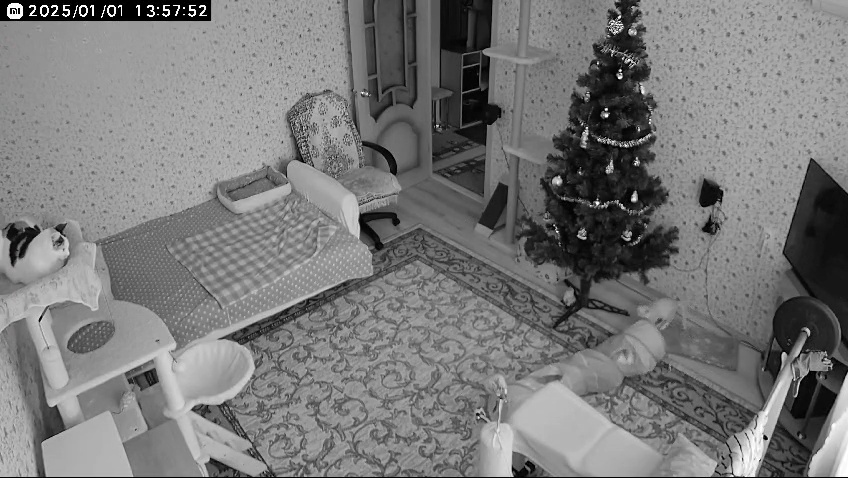 cats Object Detection Dataset by gun and pistol