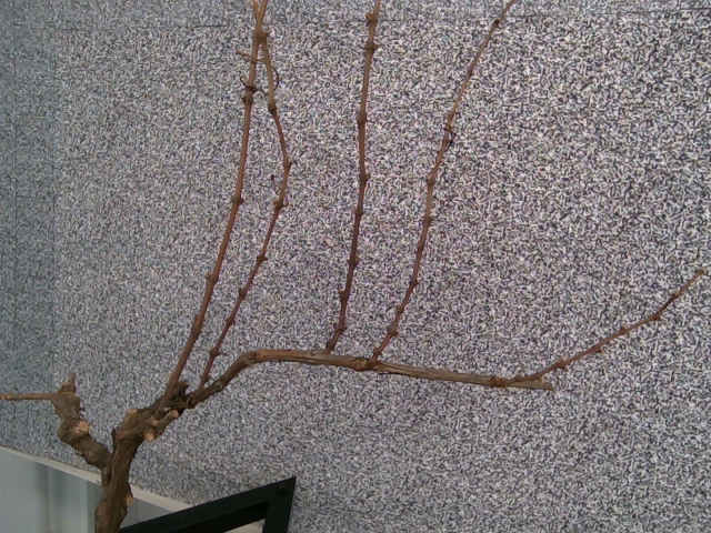 tree_ps Instance Segmentation Dataset and Pre-Trained Model by ComputerVisionws