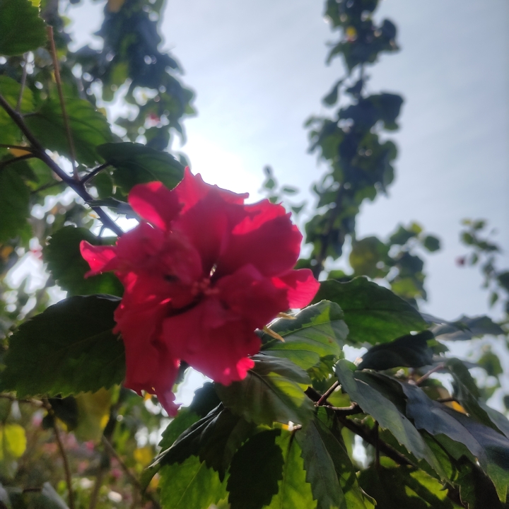 Colored Flower Classification Dataset by Flower