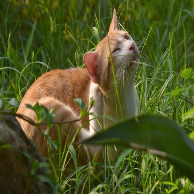 Cat & Dog & Human Detection Object Detection Model by Object Detect