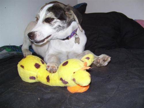 Top Kucing Datasets and Models | Roboflow Universe