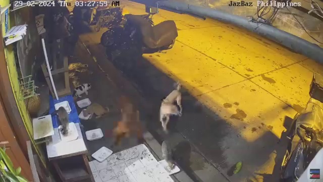 Cats Object Detection Dataset And Pre Trained Model By Hello