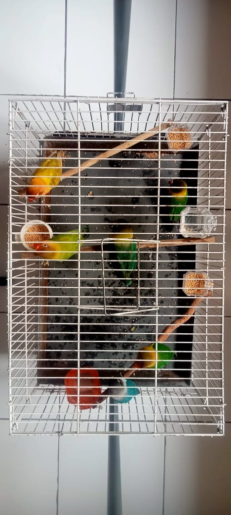 Bird Detection Object Detection Dataset And Pre Trained Model By Ar