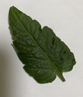 Plant Defi Instance Segmentation Model by Project