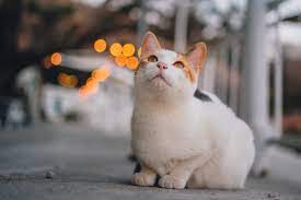 cat_detection Dataset by skk