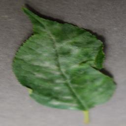 Cherry Disease Detection Object Detection Model by HBS