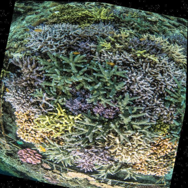 baghel-coral Object Detection Dataset by coralll