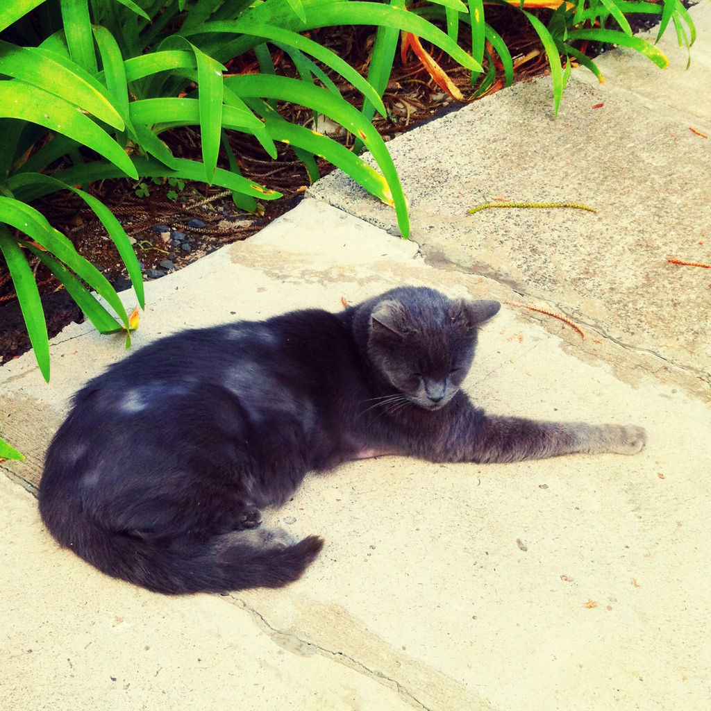 Mohammad Anas (mohammad-anas-uj5rw) - Roboflow Universe