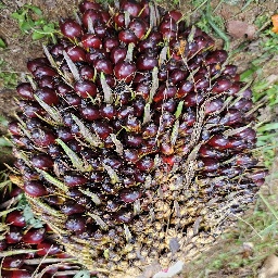 classification Oil palm fruit Object Detection Dataset by data fyp 1