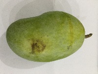 carabao mango sorting - Roboflow Universe