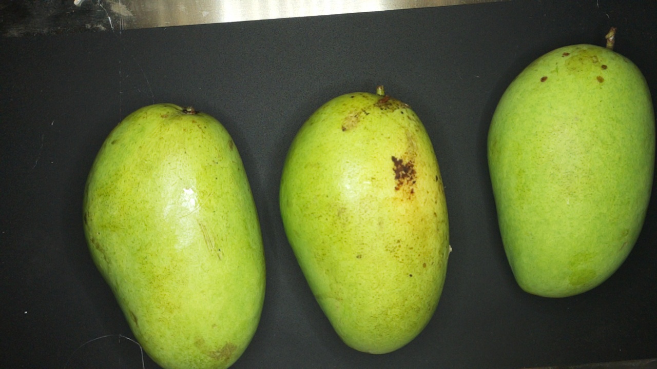 Mango Sorting Instance Segmentation Dataset and Pre-Trained Model by ...