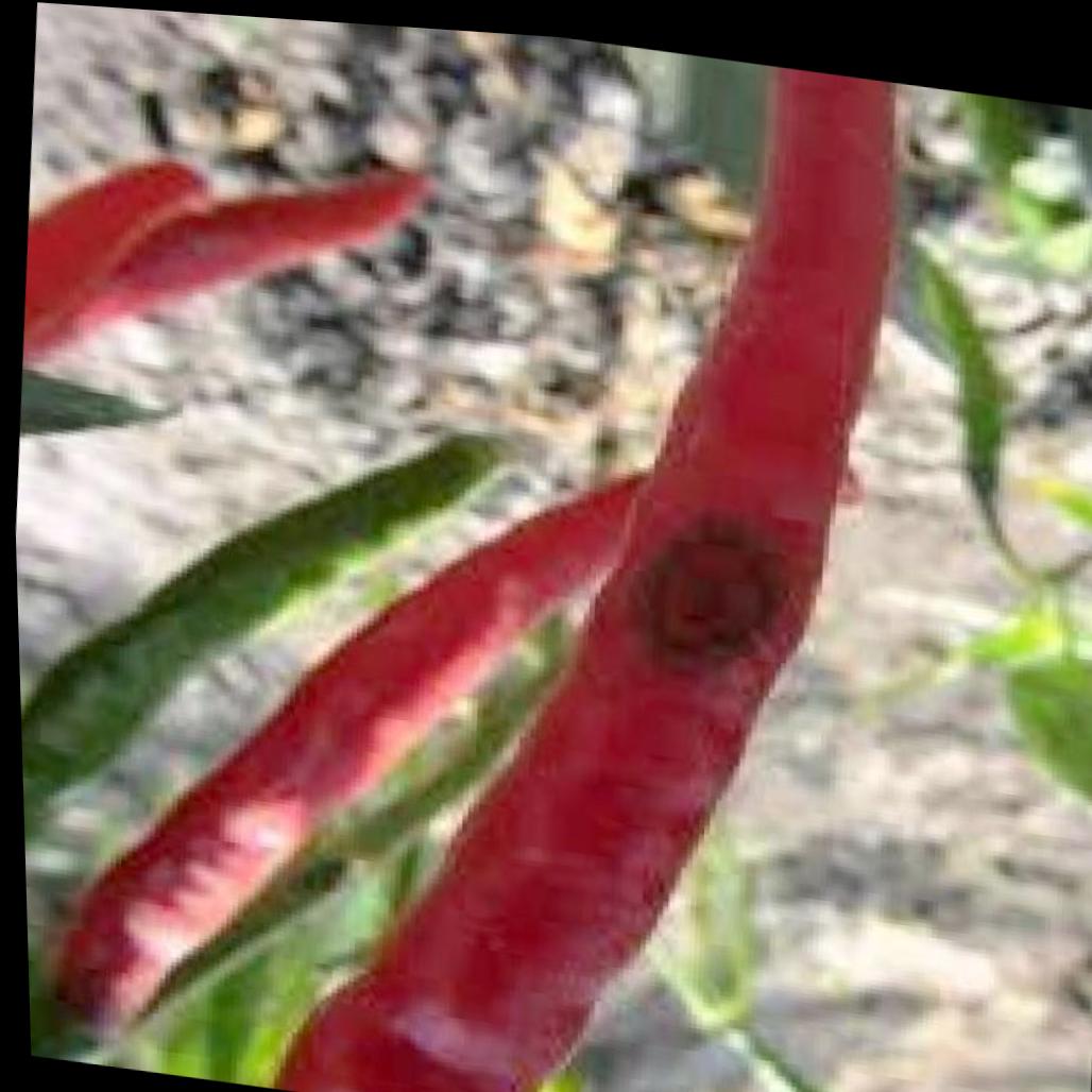 How to Use the Chili Disease and Pest Object Detection API