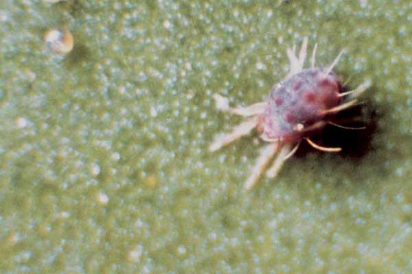 Pest Detection 3 Object Detection Dataset By Major Pro