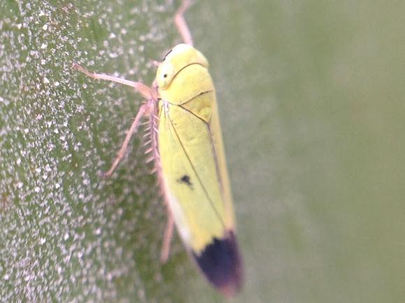 Pest Detection And Identification 2 Object Detection Dataset By Major Pro