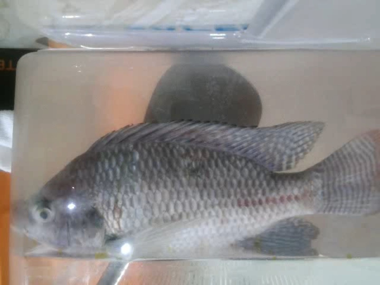 Thesis Nile Tilapia Instance Segmentation Dataset and Pre-Trained Model by Thesis CA 1