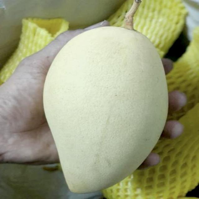 Mango Condition Object Detection Dataset by fyp