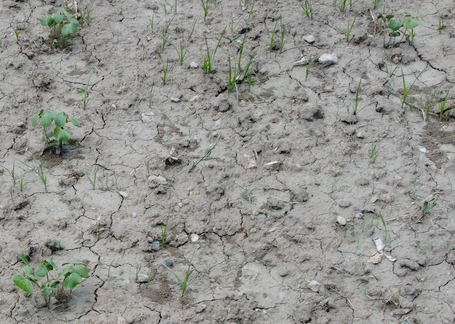 Seedling Segmentation Instance Segmentation Dataset And Pre Trained