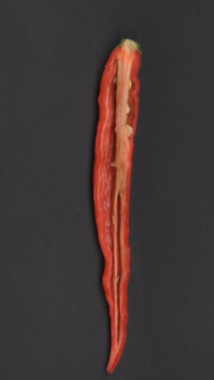 chilis instance Instance Segmentation Dataset and Pre-Trained Model by UIT