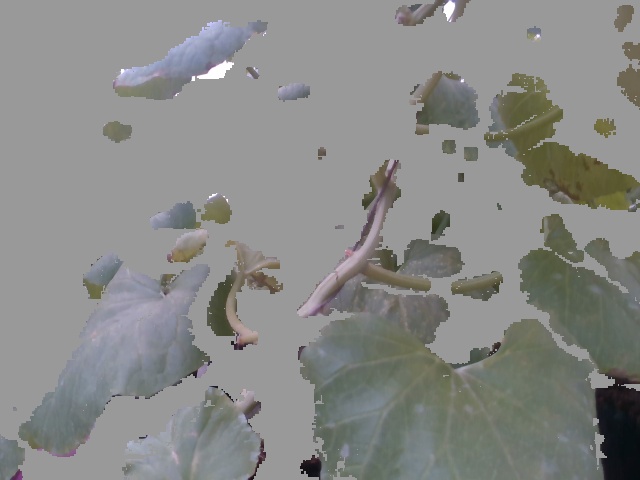 Gambar Daun Object Detection Model By Amikom Purwokerto University