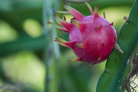 Fruit Detection (fruit-detection-mb85m) - Roboflow Universe