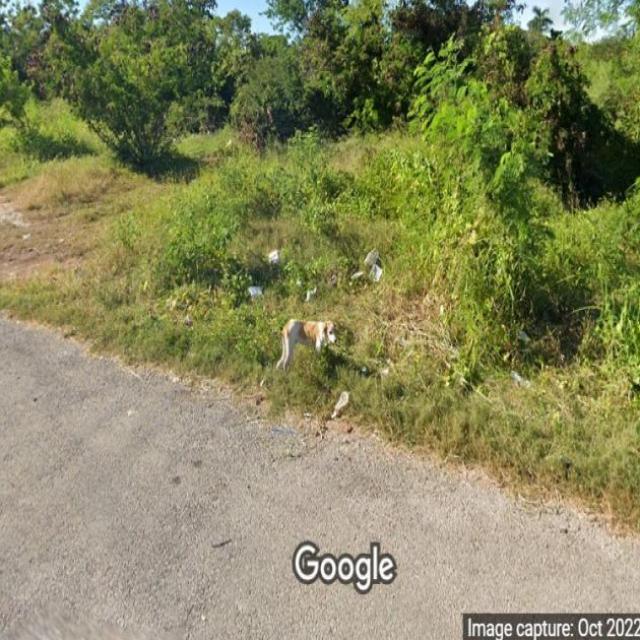 How to Use the dog breeds Object Detection API