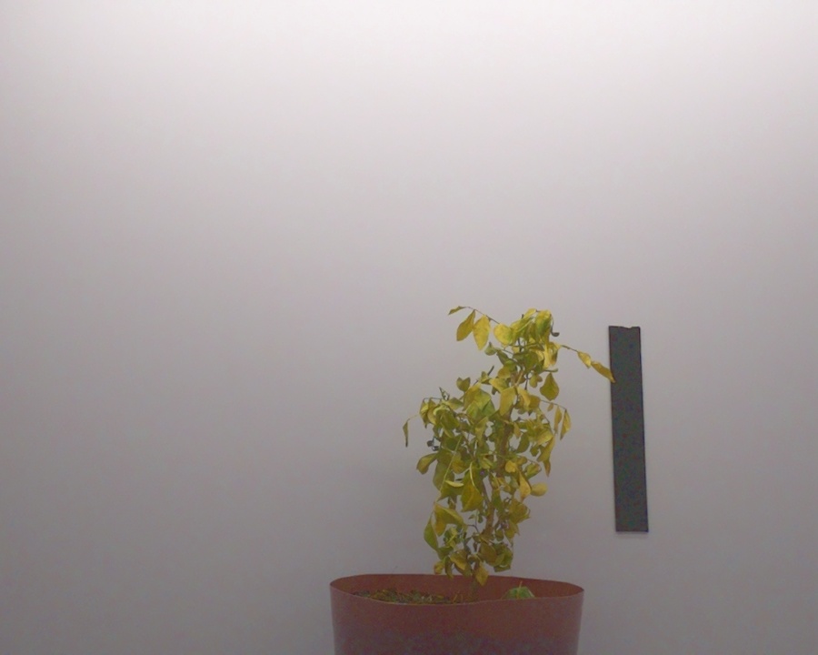 How to Use the Automated Plant Imaging Object Detection API