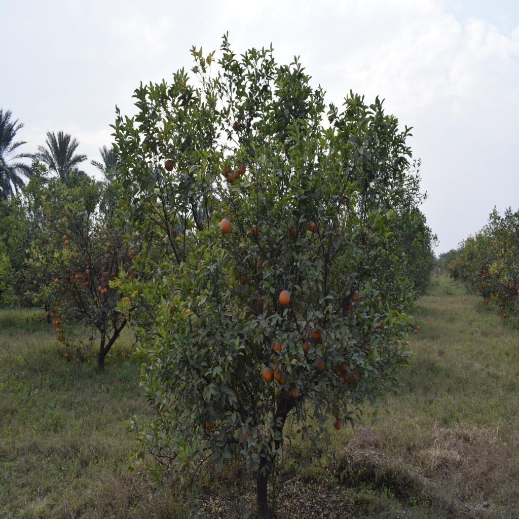 Detection Orange Object Detection Dataset And Pre Trained Model By Abcd